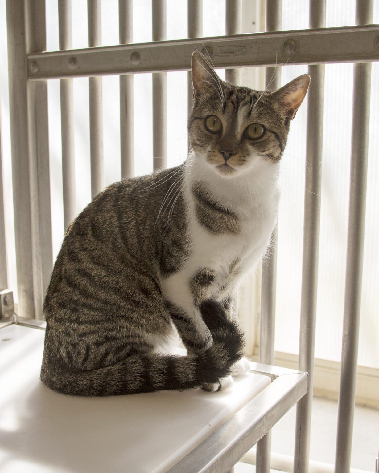 Cat - Come See Our World